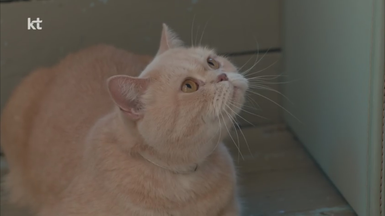 KT Y24 요금제 3시간 무제한 편 – WowPet